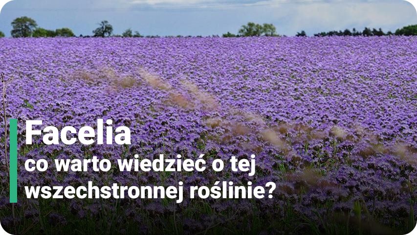 Facelia błękitna. Uprawa, zastosowanie i stanowisko. Co to jest facelia ...